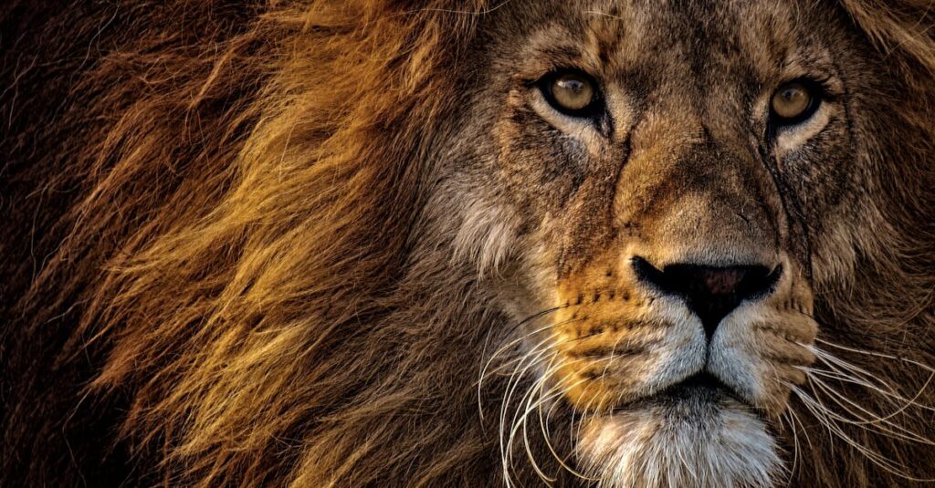 Tout savoir sur Mac OS X 10.7 Lion : Installation facile et ...