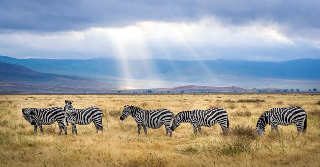 Safari Dévoilé : Maîtrisez Son Univers et Ses Fonctionnalités